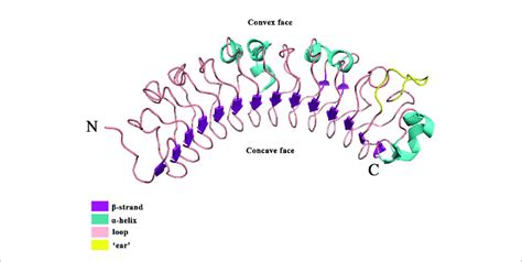 The Crystal Structure Of The Dcn Dcn Is The Archetypal Slrp [the Download Scientific Diagram