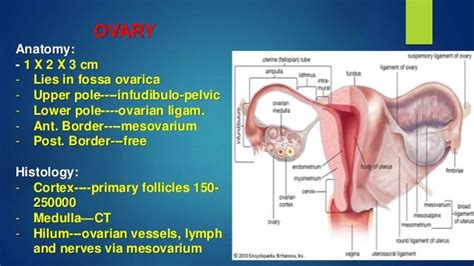 Female Genital System Anatomy And Embryology
