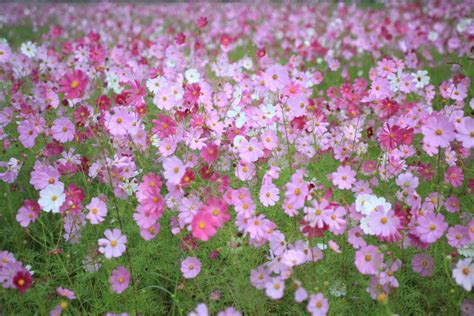 무료 이미지 꽃 피는 식물 담홍색 정원 코스모스 플로라 봄 야생화 연간 공장 잔디 Groundcover 핑크