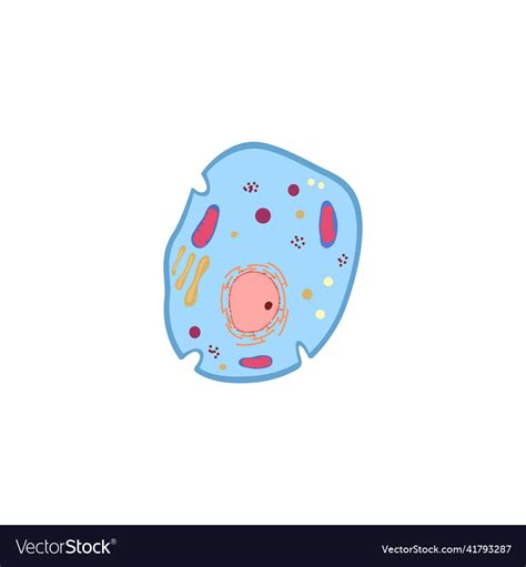 Biological Cell Or Unicellular Organism Anatomy Vector Image