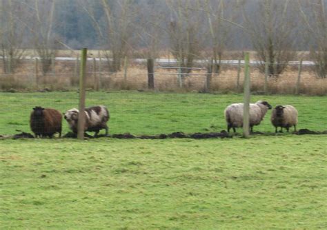 Sheep Sex Schoonover Farm Blog