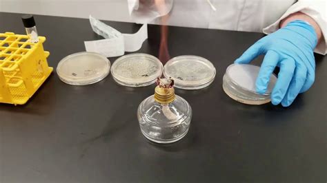 Examples Of Mutagens Uv Light At Alejandro Harden Blog