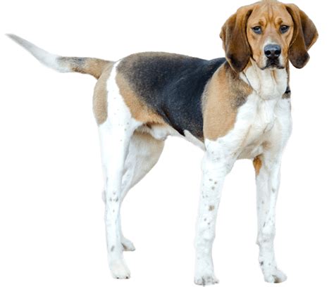 Treeing Walker Coonhound Breed Information Guide Photos 43 OFF