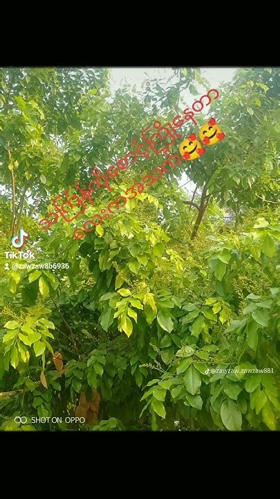 သက်ြန်အချိန်လေးကိုစောင့်ကြိုနေကြတာလေးကအ‌သက် Youtube