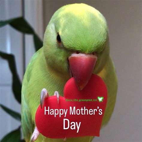 Ricco Yes Im A Boy Without A Neck Ring 😁 Happy Mothers Day To All