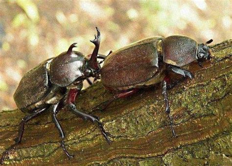 農村一種常見的蟲子，到城市後變成寵物，1隻被炒到12萬元 每日頭條