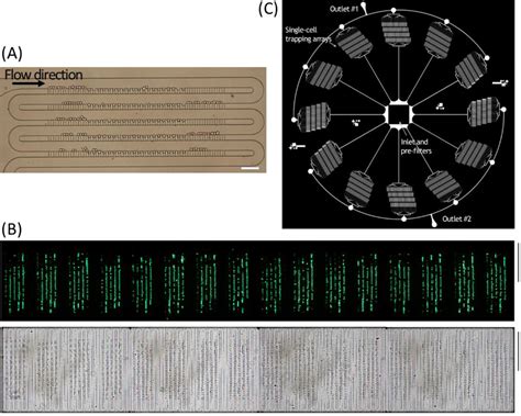 Figure 1 From High Throughput Microfluidic Single Cell Trapping Arrays For Biomolecular And