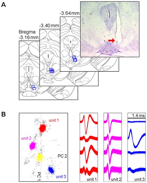 Muti Tetrode Recording And Spike Sorting A Electrode Array Track