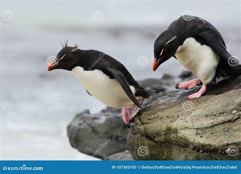 Rockhopper Penguin Habitat Rockhopper Penguin Facts Diet Habitat