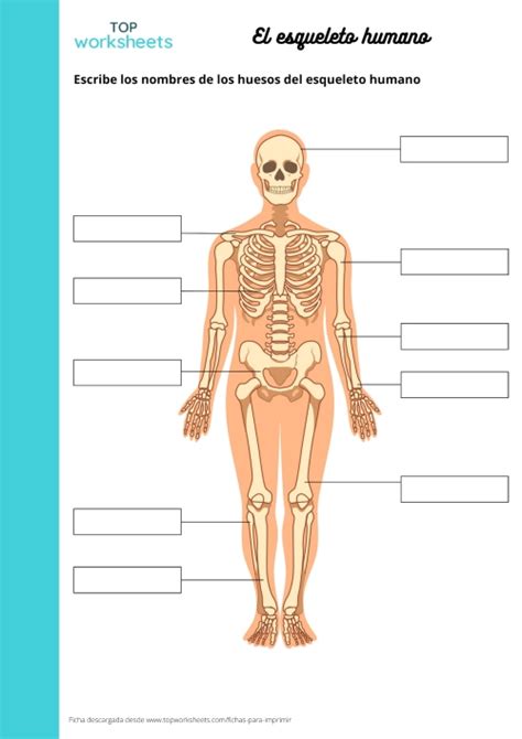 Fichas Para Imprimir De Huesos Y Músculos Topworksheets