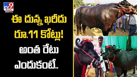 ఈ దున్న ఖరీదు రూ11 కోట్లు అంత రేటు ఎందుకంటే Telugu News Buffalo Anmol Haryana Cattle