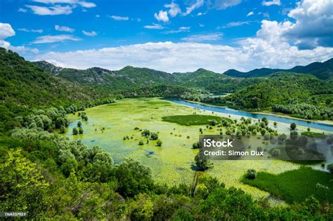 몬테네그로 국립 공원 자연 경관에서 스큐타리 호수라고도 불리는 스카다르 호수 의 표면을 덮고수많은 수련 식물의 백합 패드의 끝없는 녹색 필드 0명에 대한 스톡 사진 및 기타