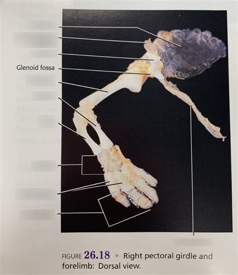 Necturus Figure 2618 Diagram Quizlet