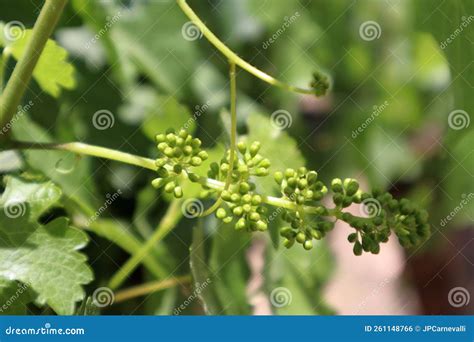 Broto De Vinha Bud Verde De Uva Captada Em Vinheta Argentina Foto De Stock Imagem De