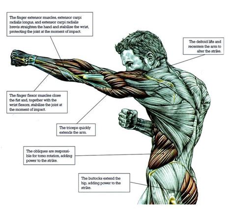 Image Result For Boxer Muscle Anatomy Martial Arts Techniques