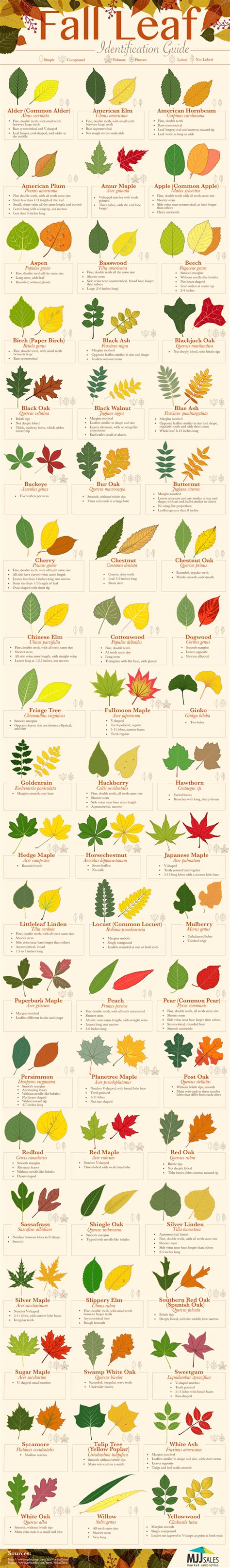 Fall Leaf Identification Guide Rcoolguides
