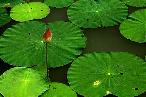 Lotus Leaf Flowers Flower Free Photo On Pixabay