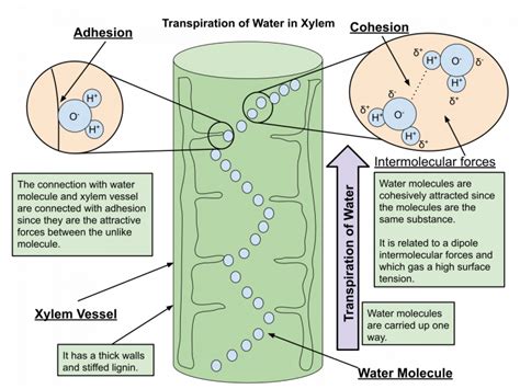 Properties Of Water Ap® Biology Crash Course Review