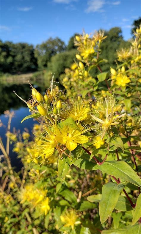 Hypericum Hircinum Trees And Shrubs Online