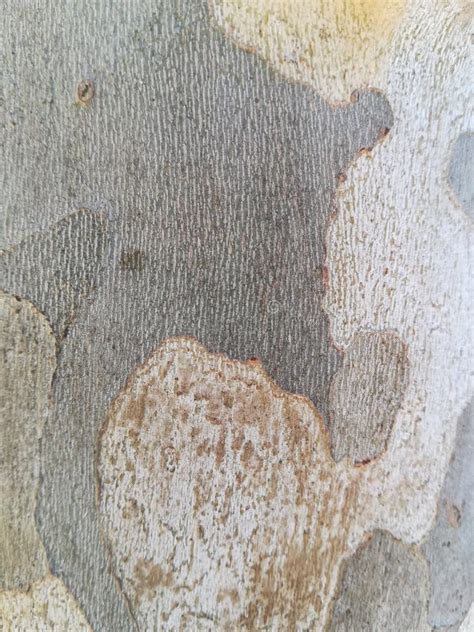 Tree Log Texture Stock Photo Image Of Pine Cracked 109575602