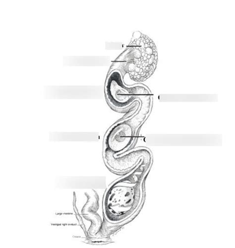 Female Bird Reproductive System Diagram Quizlet