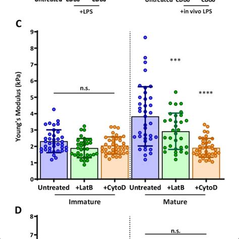 Dc Maturation Induces An Actin Dependent Increase In Cortical