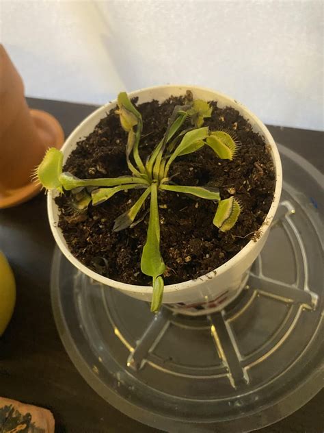 Update Its Getting Worse Read Captions Rvenusflytraps