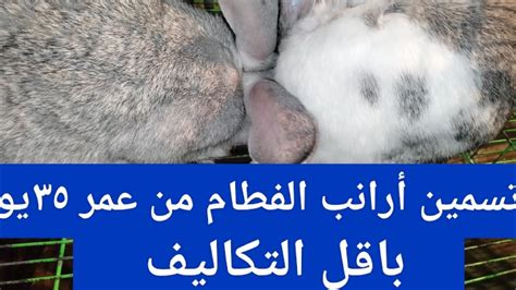 تسمين ارانب الفطام ابتداء من عمر ٣٥ يوم بكل التفاصيل الناجحة ١٠٠ لابد من هذه الطريقة👍👍 Youtube