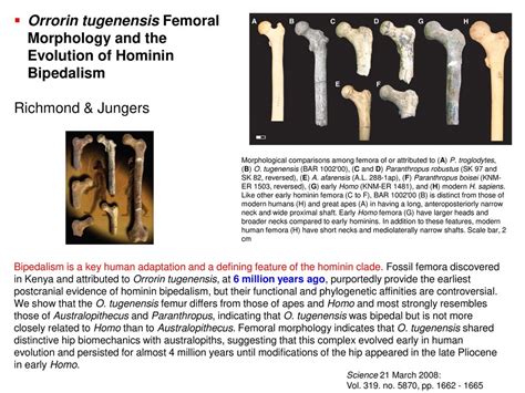 Orrorin Tugenensis Fossil