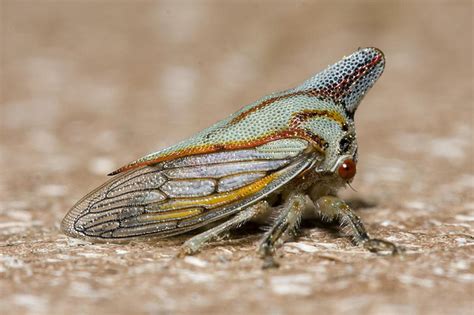 Real Monstrosities Treehopper