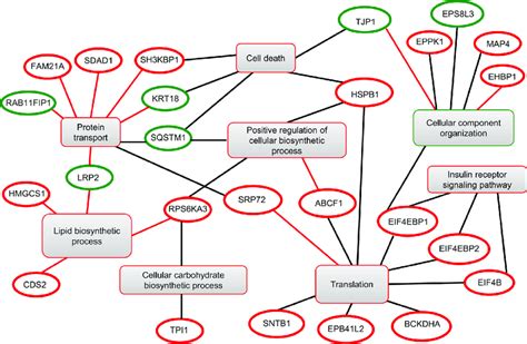 Functional Clustering Of The Differentially Modulated Phosphoproteins Download Scientific