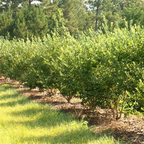 Goji Berry Shrub Grow Your Own Fruit At Home Plantingtree