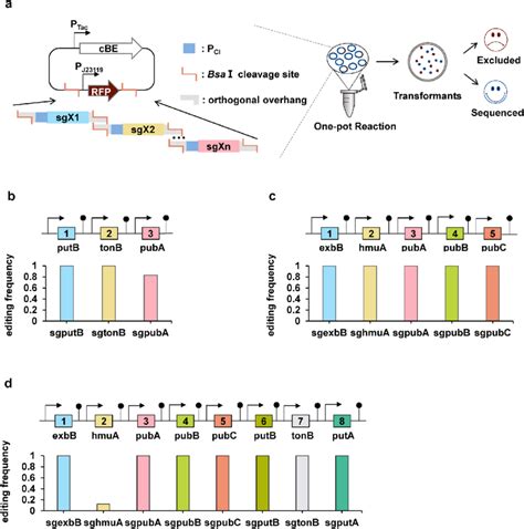 Rapid And Smart Multiplexed Base Editing With High Efficiency A