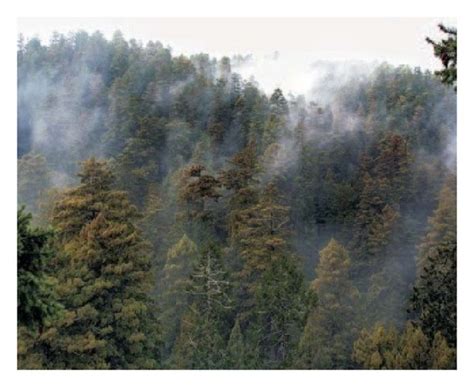 Fog Comparative Results Of The Proposed Algorithm And The Conventional