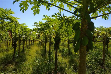 ကျောက်ဆည်မြို့နယ် အရှေ့သပြေကုန်းကျေးရွာတွင် မိသားစုတစ်နိုင်တစ်ပိုင် စိုက်ပျိုးထားသော သင်္ဘောစိုက