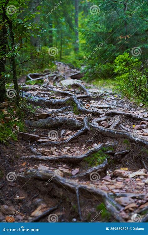Tree Roots Landscape Stock Image Image Of Peaceful 259589593