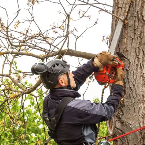 The Do S And Don Ts Of Tree Pruning