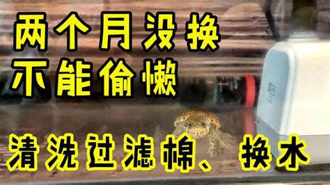 2个多月没换水的窄桥缸趁着休息换水的同时一并把魔袋也清洗了 YouTube