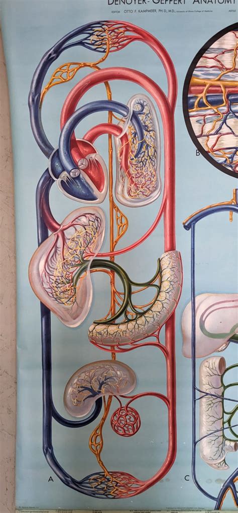Vintage Anatomical Circulation Chart By Denoyer Geppert Vintage