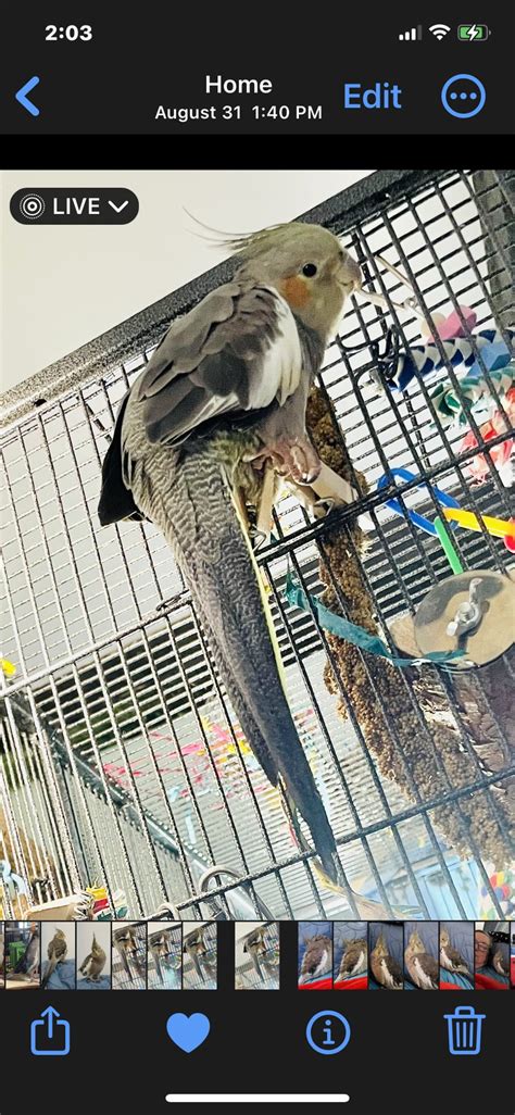 Olive Cockatiel