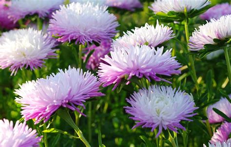 Wallpaper Autumn Macro Asters For Mobile And Desktop Section цветы