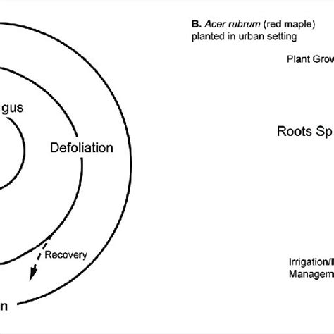 Tree Mortality Spirals Depicting An Example Tree In A Natural Forest