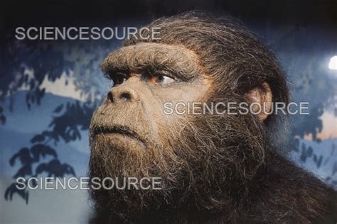 Australopithecus Aethiopicus