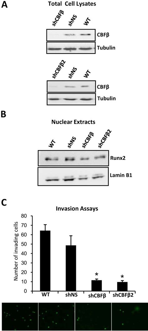 The Runx Transcriptional Co Activator Cbfβ Is Essential For Invasion Of Breast Cancer Cells Pmc