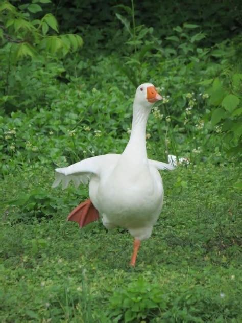 Goose Memes