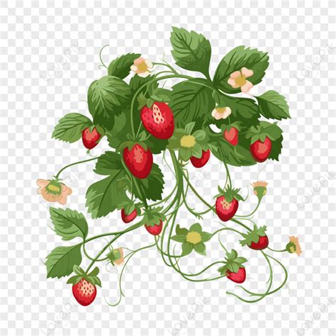 딸기 덩굴만화상표클립 아트 Png 일러스트 무료 다운로드 Lovepik