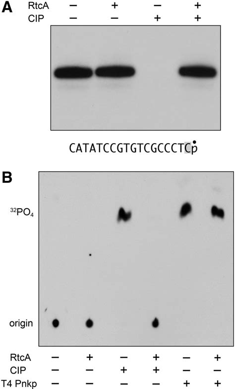 2′ Phosphate Cyclase Activity Of Rtca A Potential Rationale For The Operon Organization Of Rtca