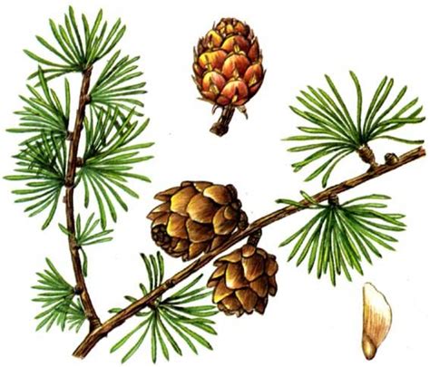 Рисунок лиственницы ветка (39 фото) » Рисунки для срисовки и не только