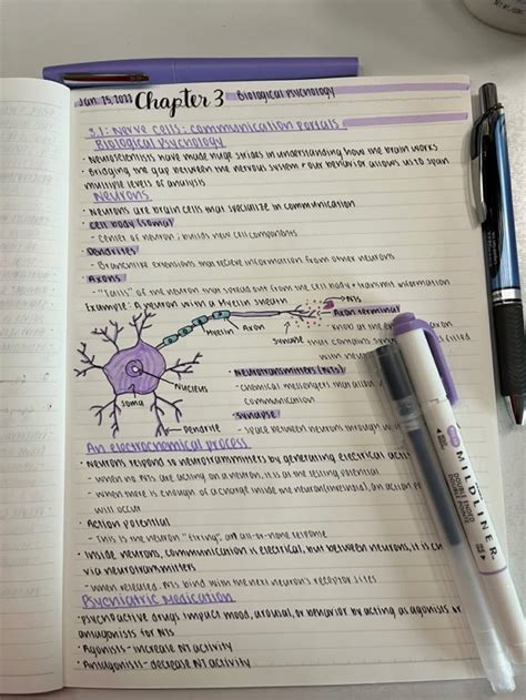 Neurons Study Flashcards Nurse Study Notes School Organization
