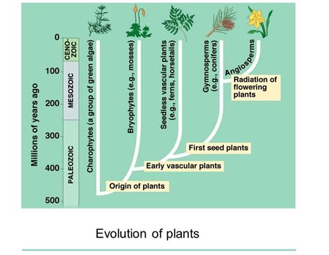 Plant Evolution Diagram
